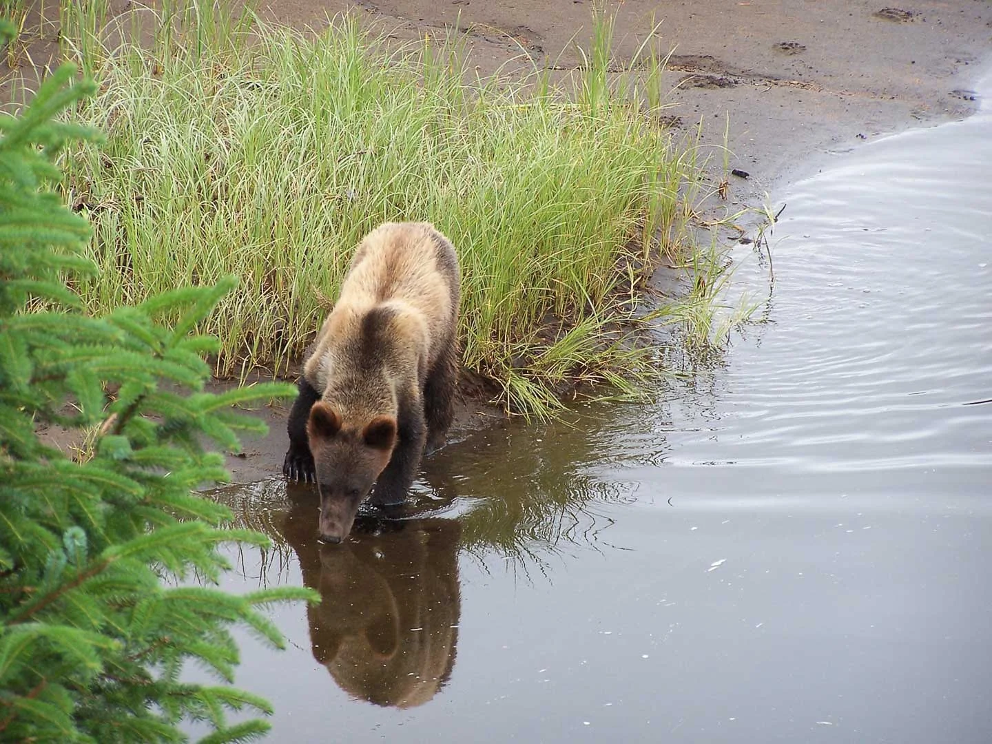 Sitka Alaska Wildlife Information — Sitka Alaska Outfitters