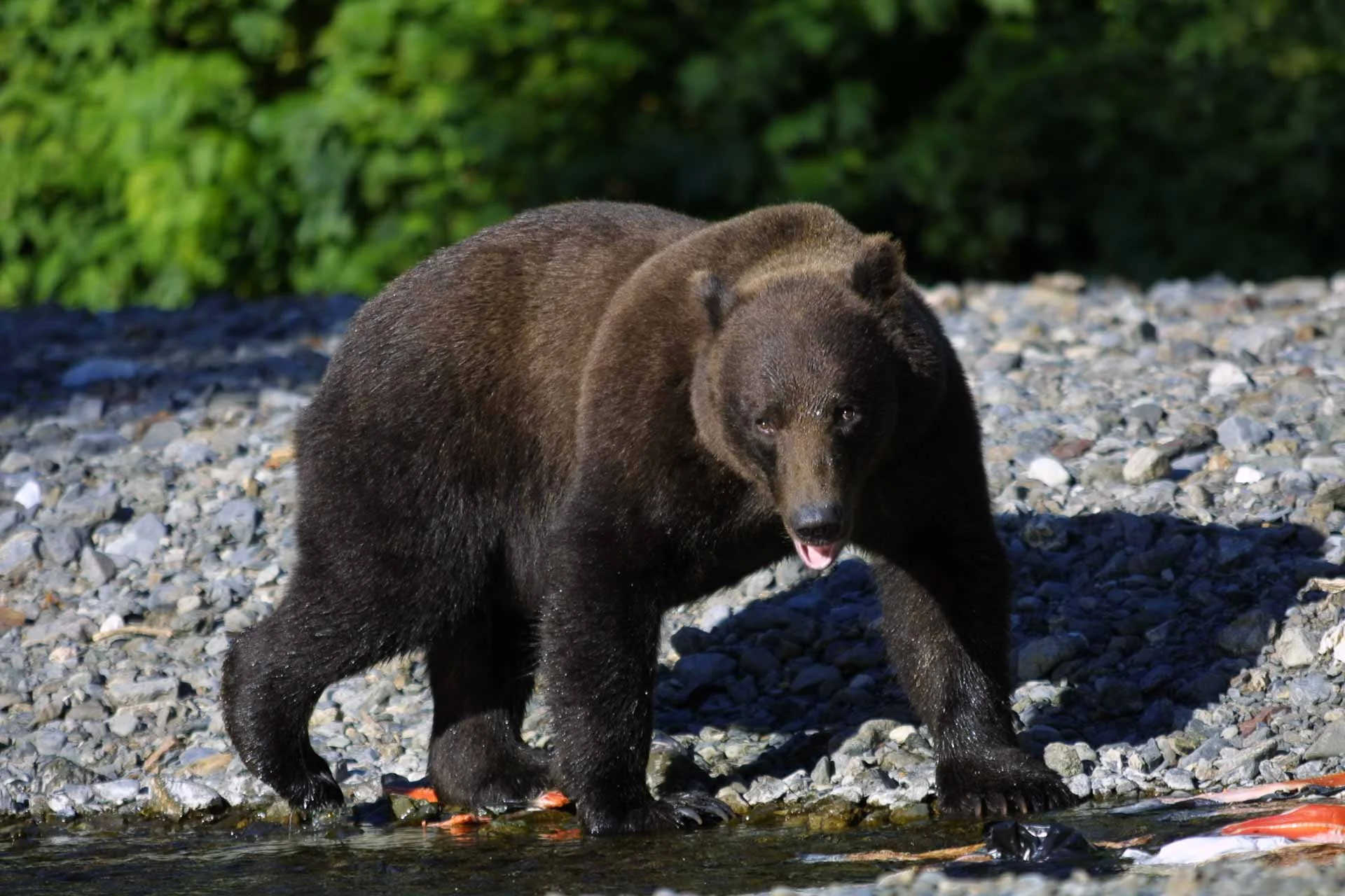 Alaska Wildlife Gallery — Sitka Alaska Outfitters