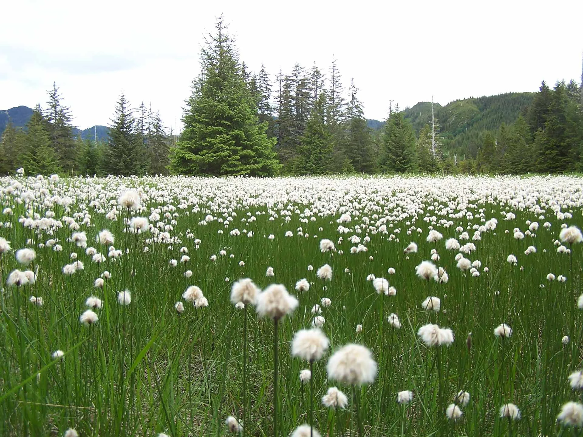 Alaska Wildlife Gallery — Sitka Alaska Outfitters