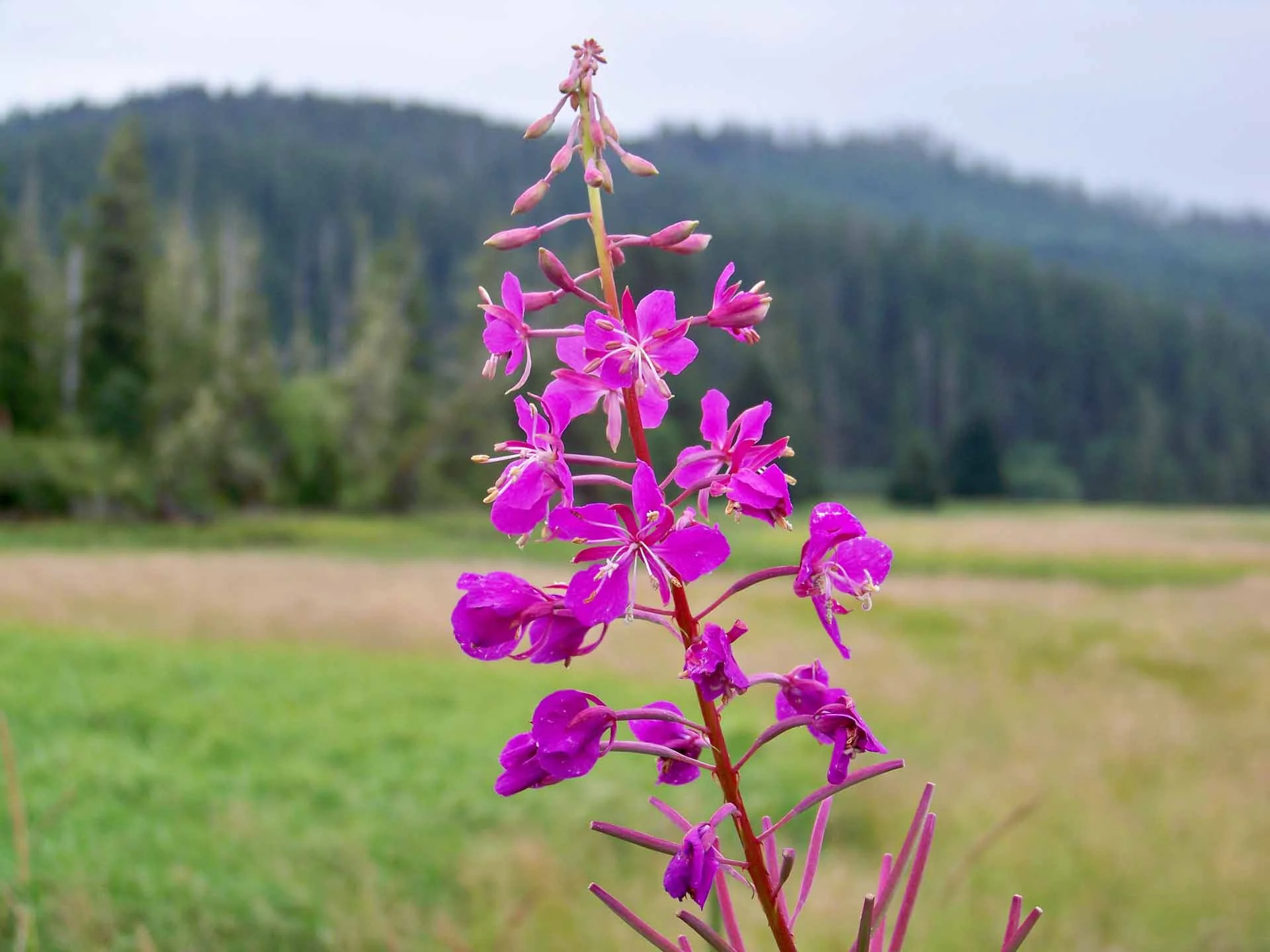 Alaska Flowers — Sitka Alaska Outfitters