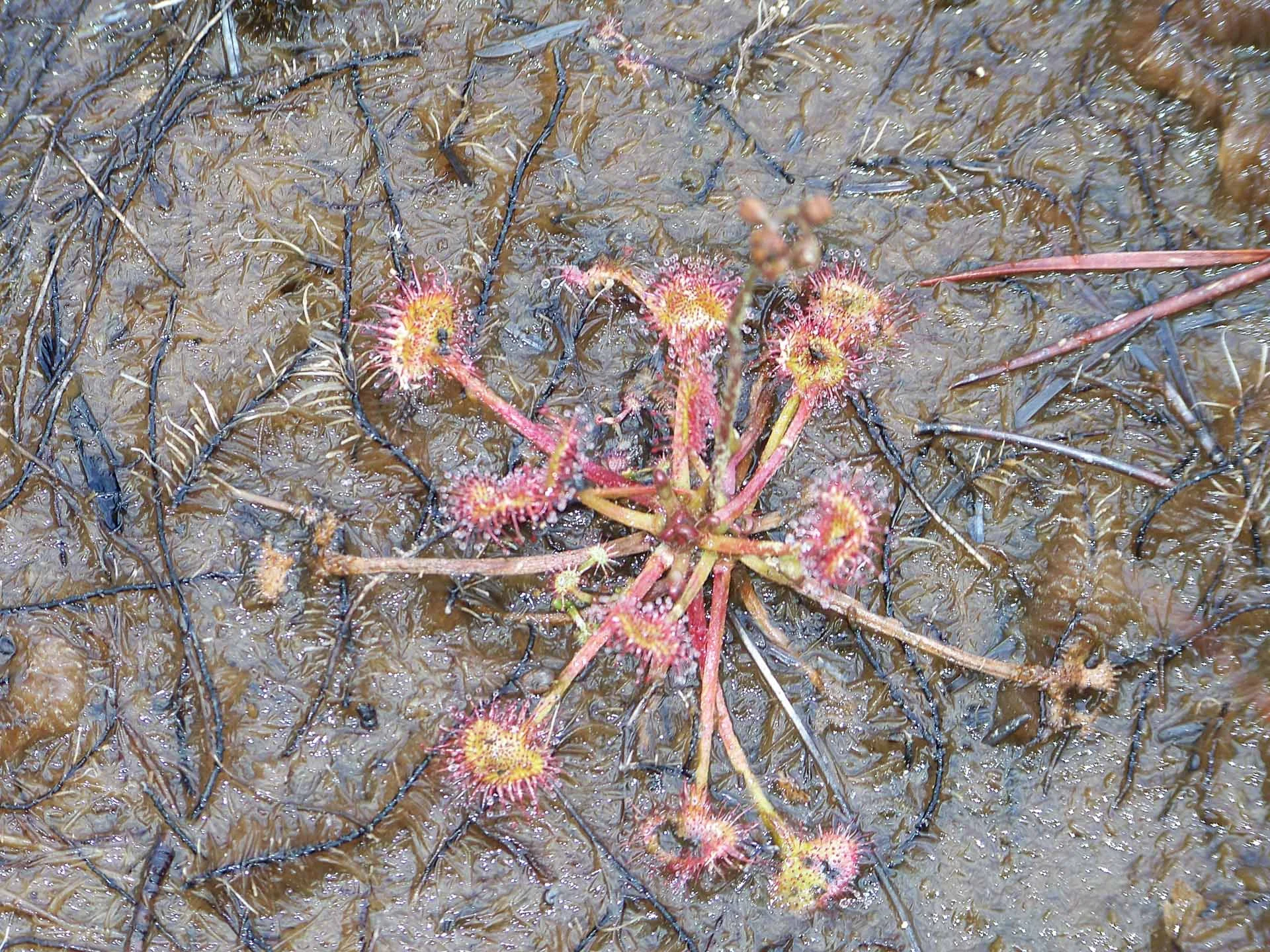 Alaska Flowers — Sitka Alaska Outfitters