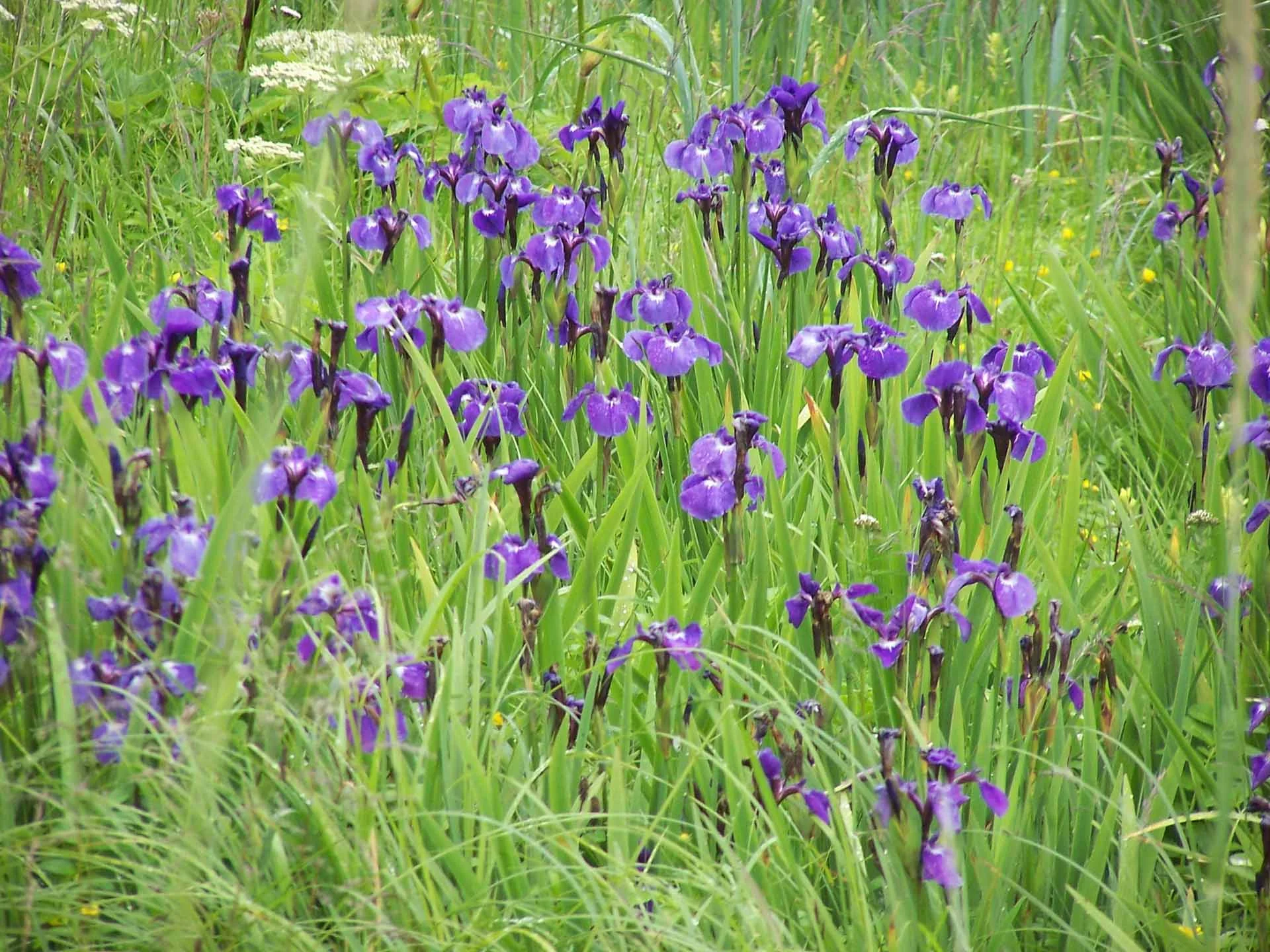Alaska Flowers — Sitka Alaska Outfitters
