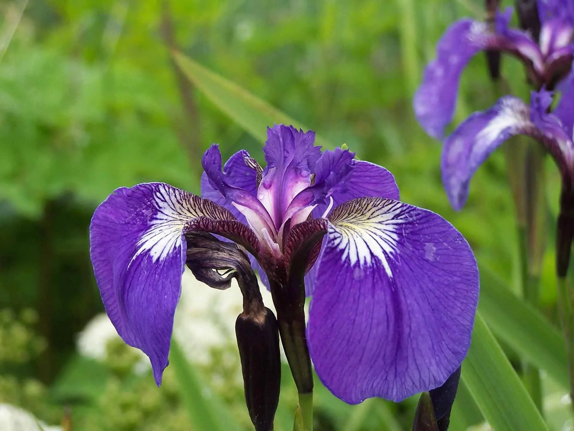 Alaska Flowers — Sitka Alaska Outfitters