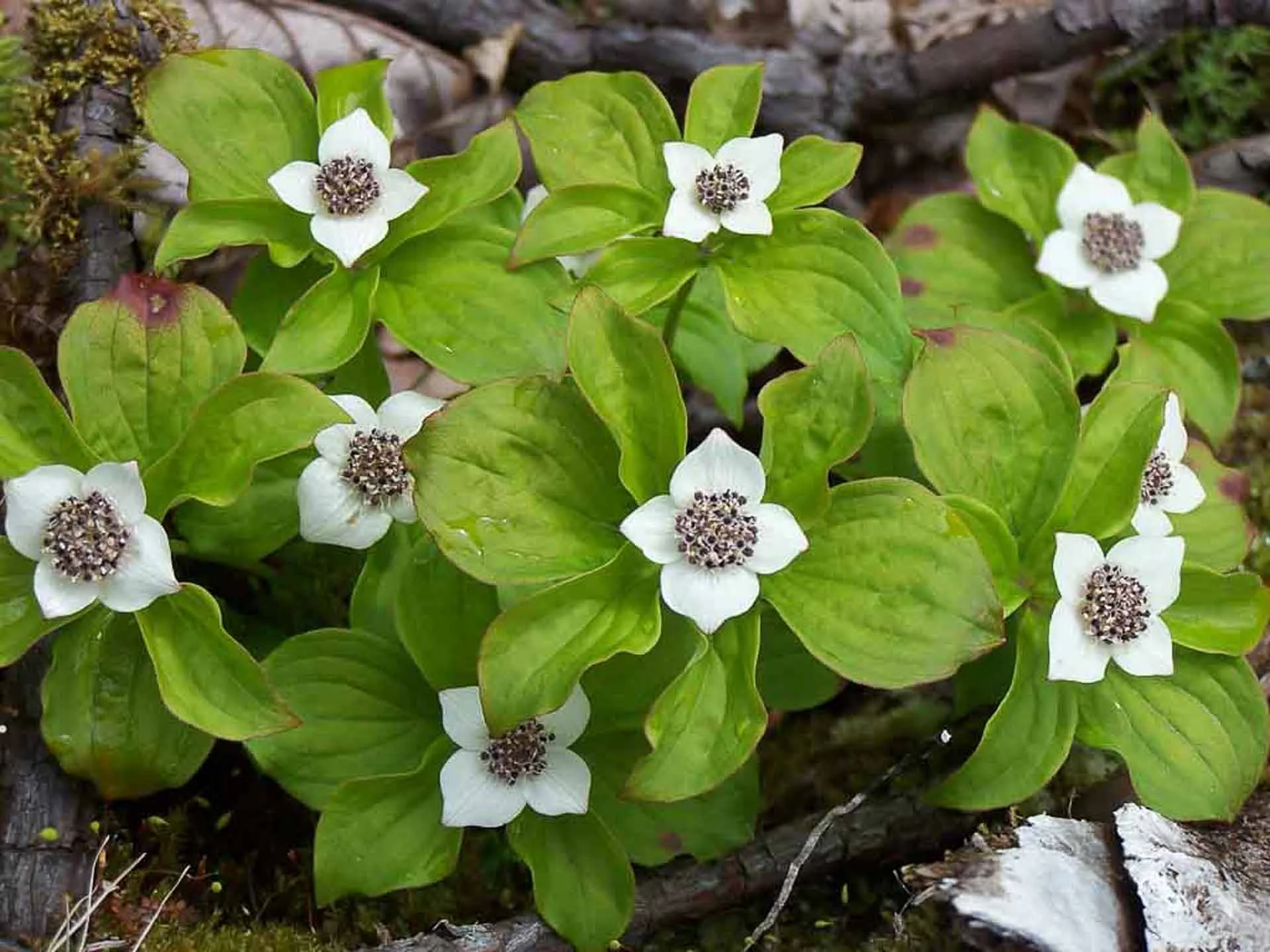Alaska Flowers — Sitka Alaska Outfitters