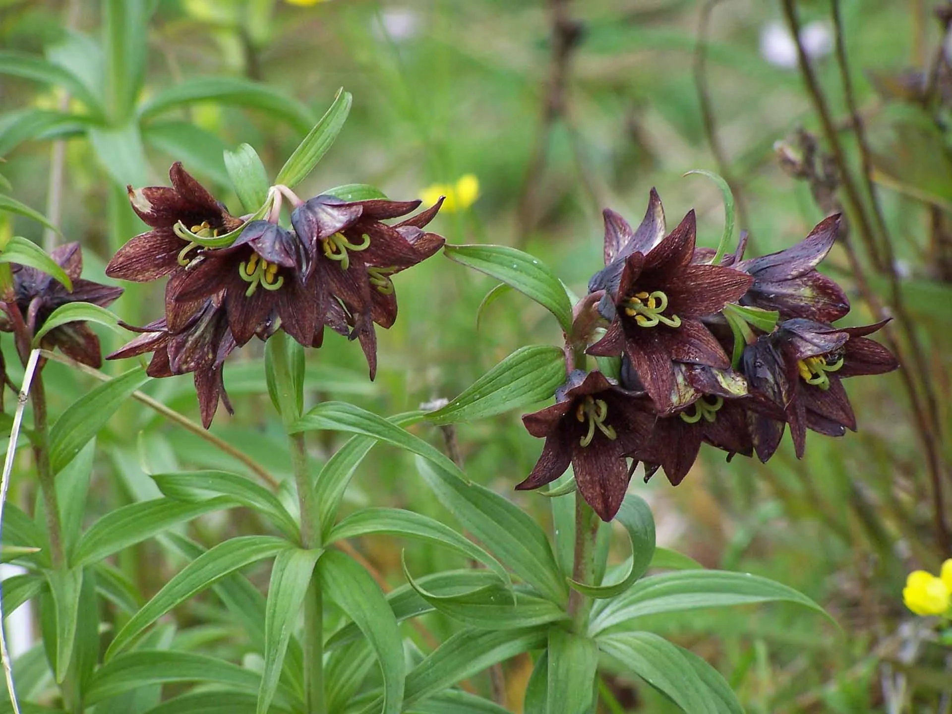 Alaska Flowers — Sitka Alaska Outfitters