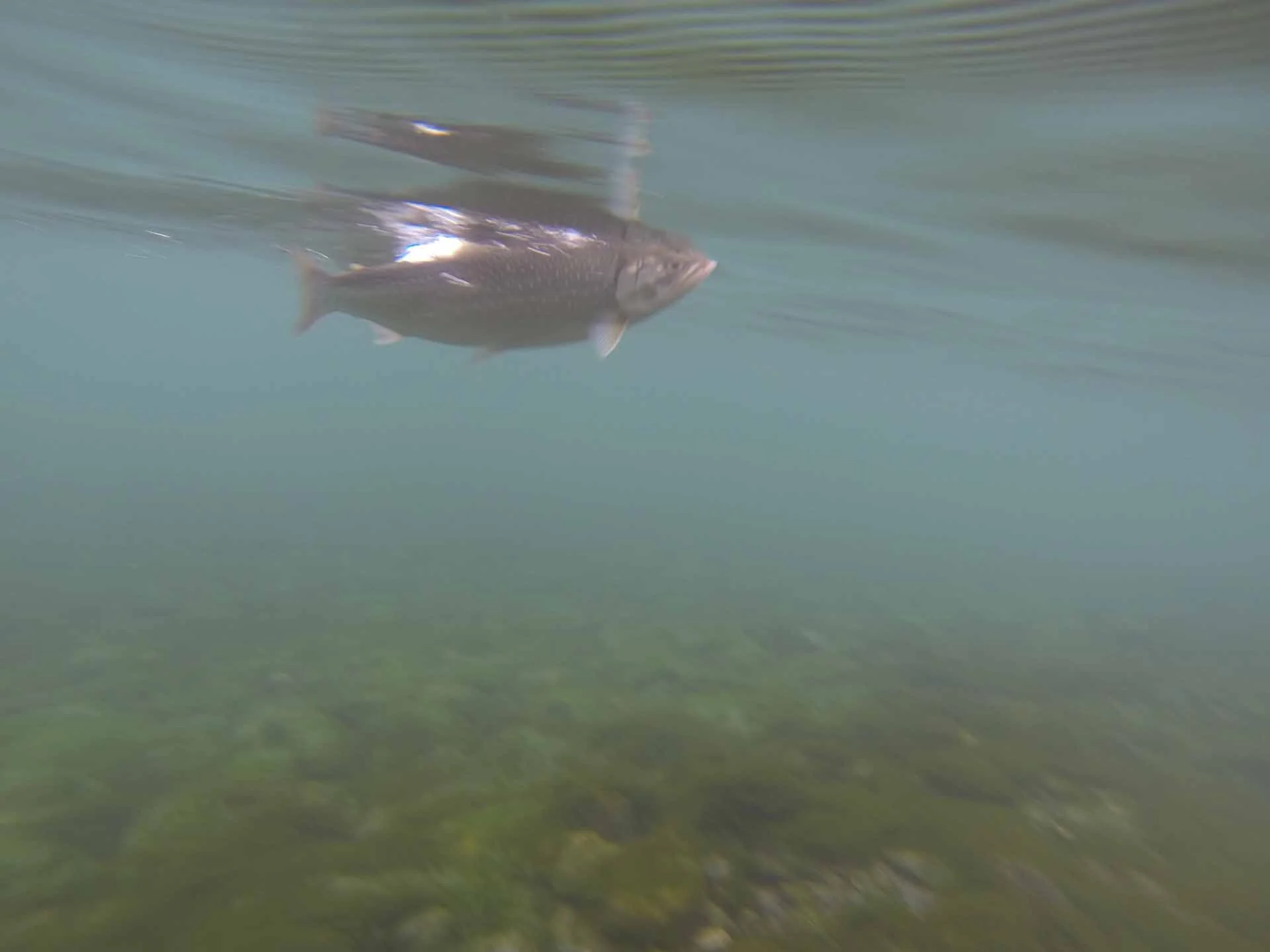 Sitka Alaska Fishing Information — Sitka Alaska Outfitters