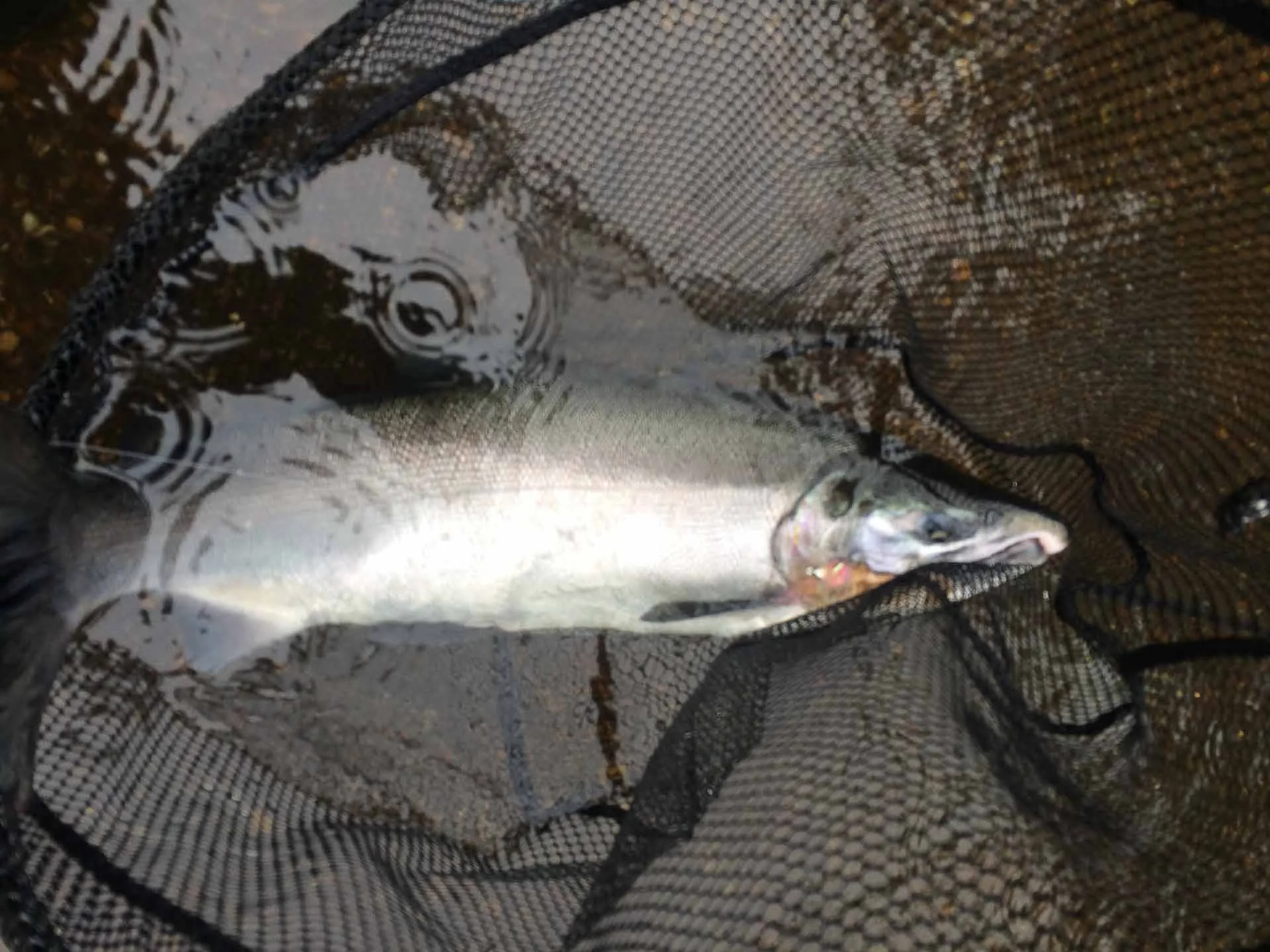 Alaska Fly Fishing — Sitka Alaska Outfitters