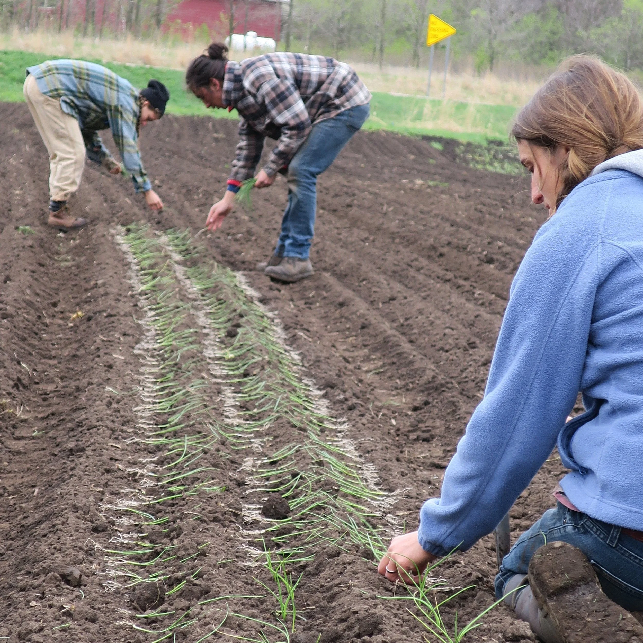 About the farmers — Spring Wind Farm