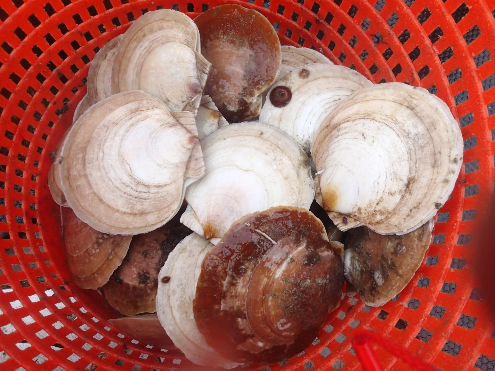 Sea Scallop Image-Based Research Fleet — CFRF