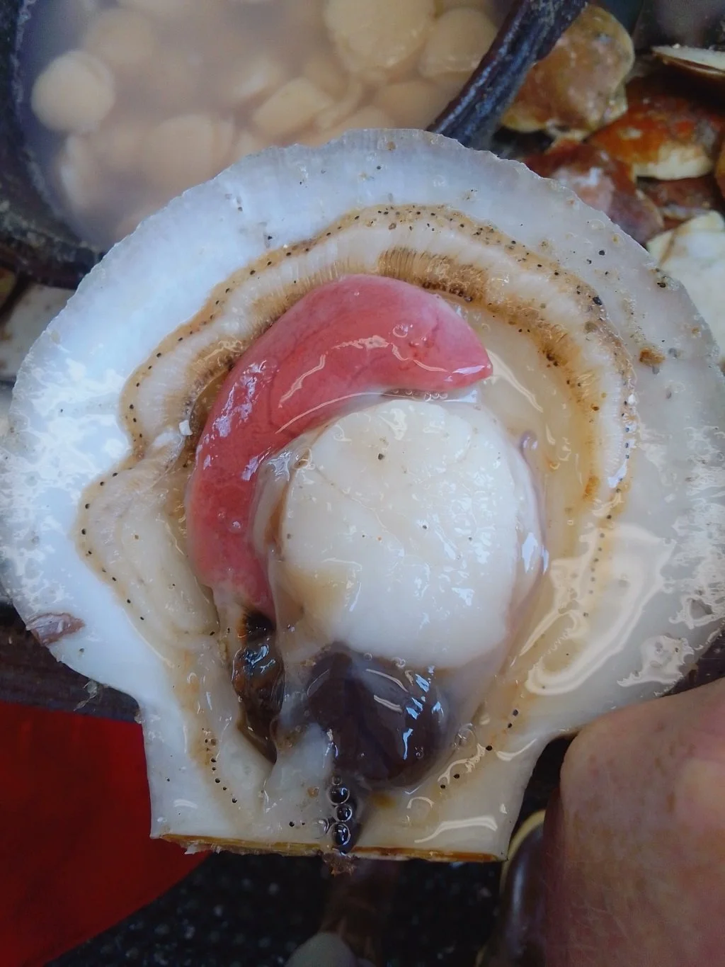 Tracking Scallop Disease and Reproductive Status — CFRF