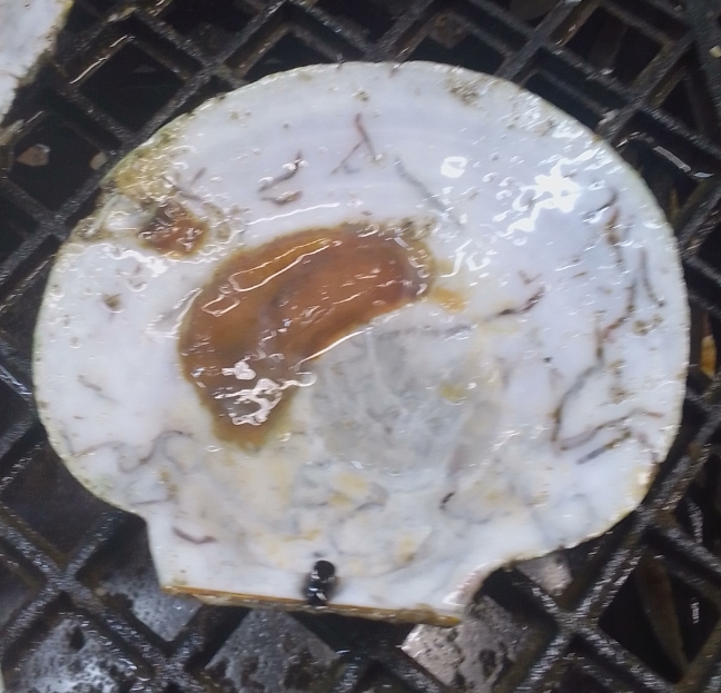 Tracking Scallop Disease and Reproductive Status — CFRF