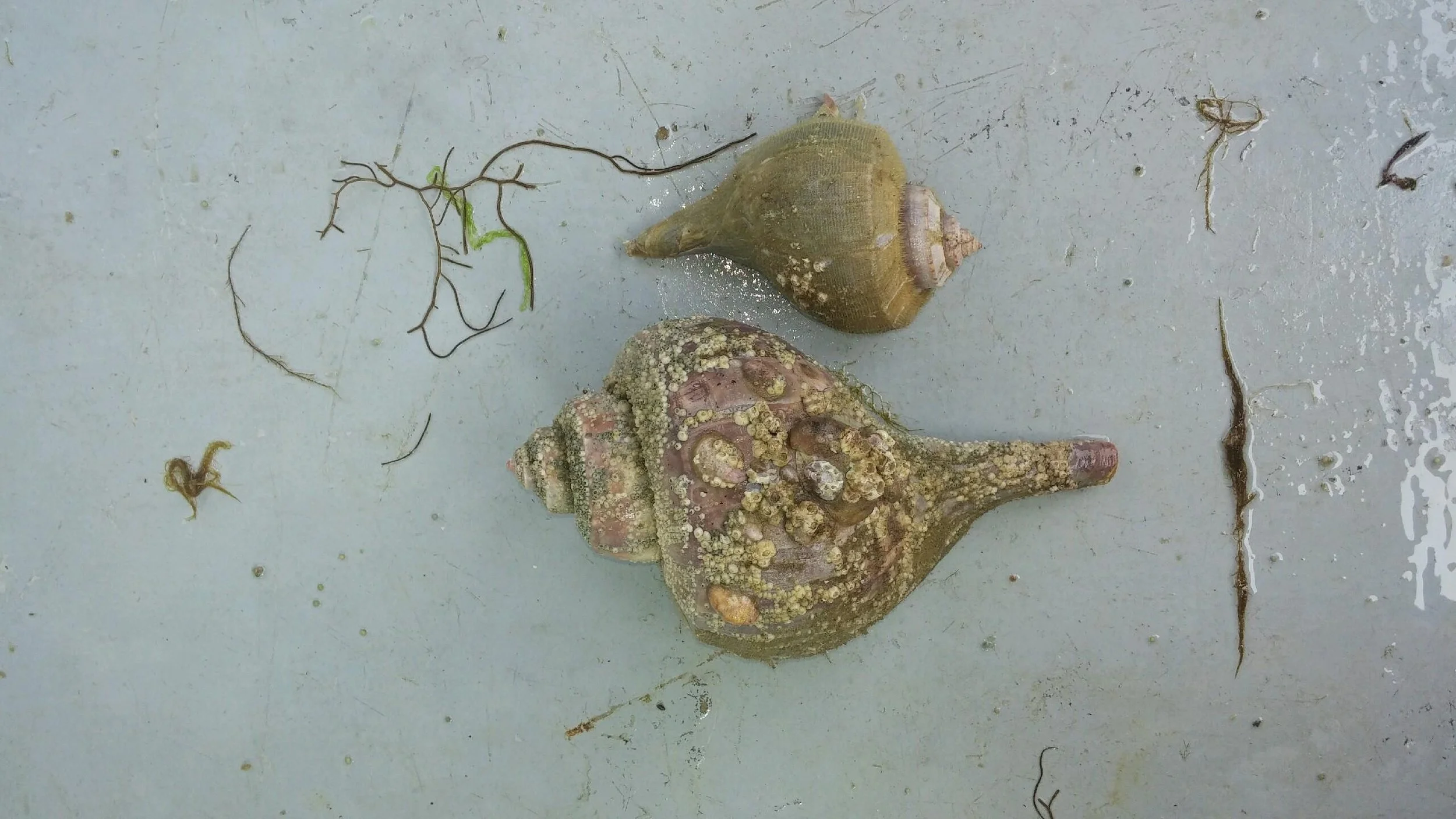 Whelk Research Fleet — CFRF