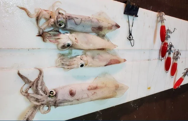 Squid Jig Knowledge Exchange — CFRF
