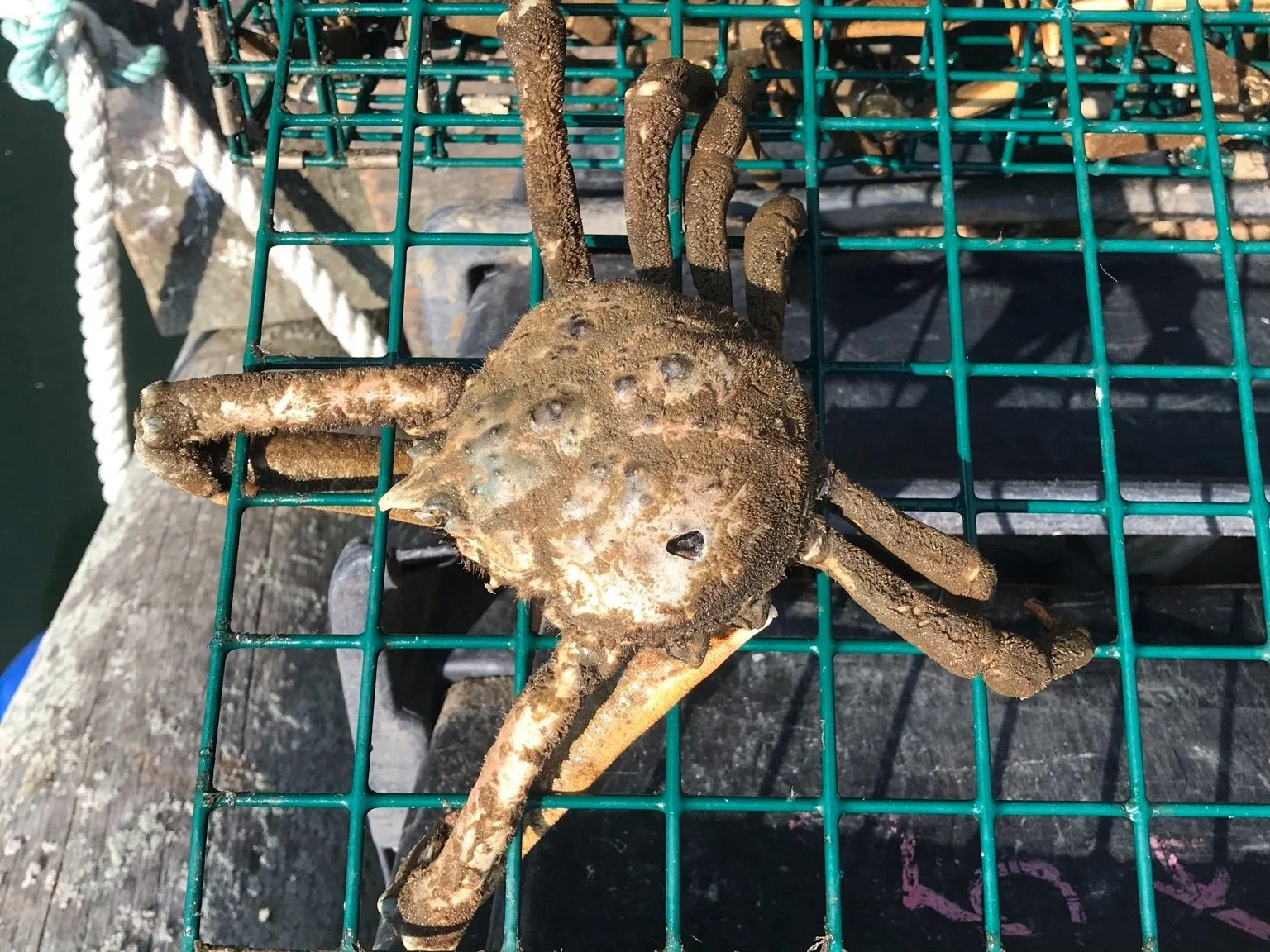 Exploring a Fishery for Spider Crabs — CFRF