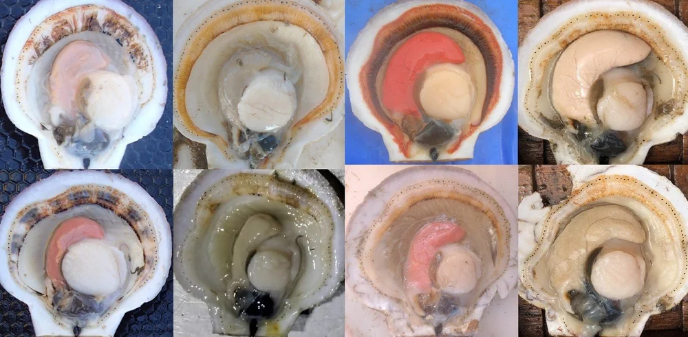Tracking Scallop Disease and Reproductive Status — CFRF