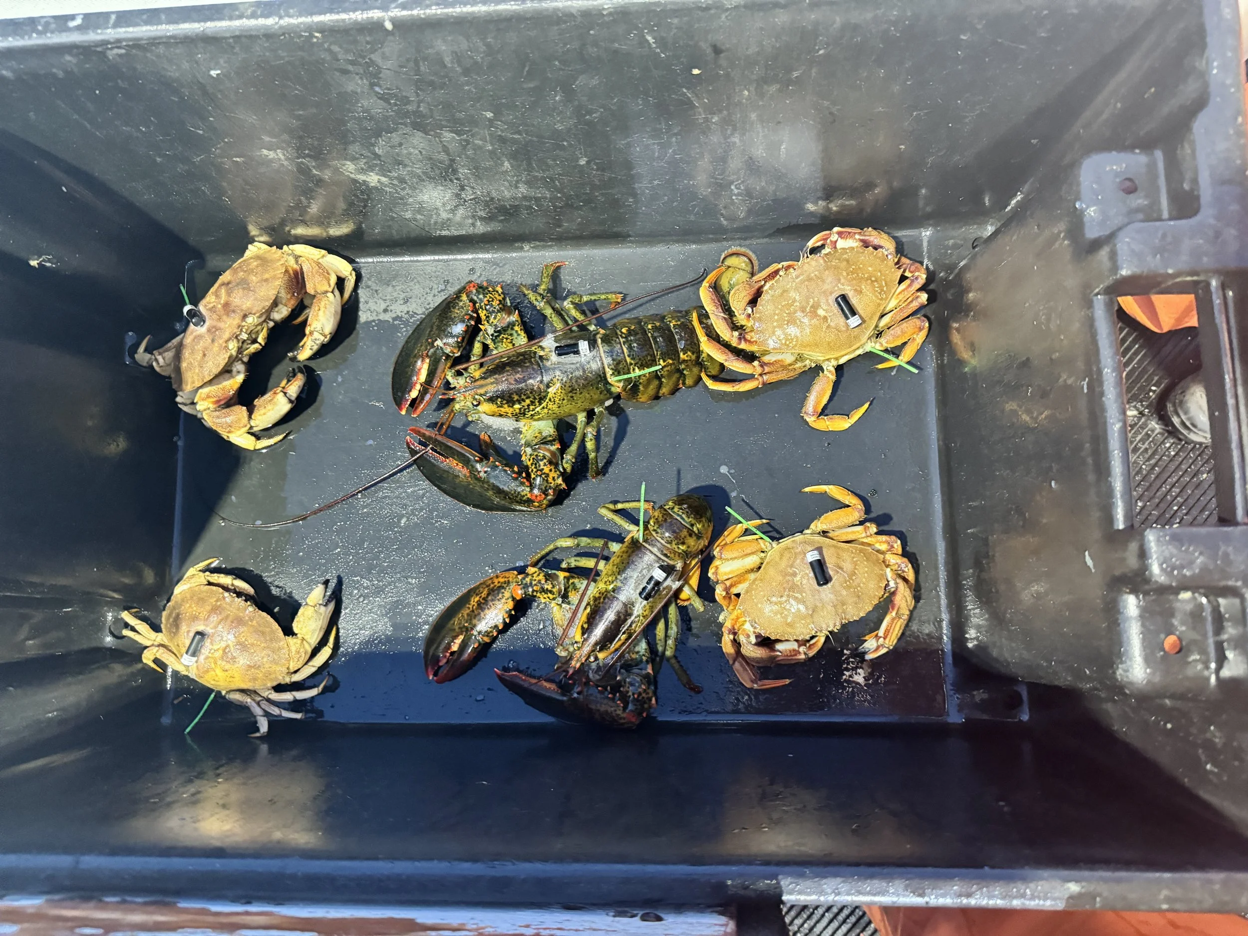 SFWF: Acoustic Monitoring — CFRF