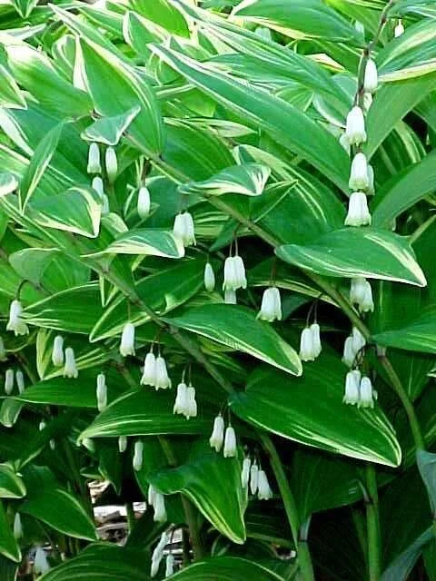 Solomon S Seal Variegated Polygonatum Odoratum Var Thunbergii Pre