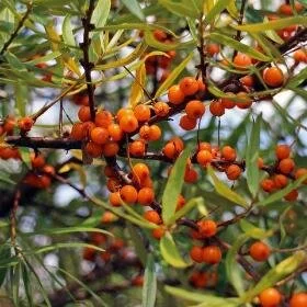Sea Berry Buckthorn (Hippophae rhamnoides) — Cascadia Edible Plant ...