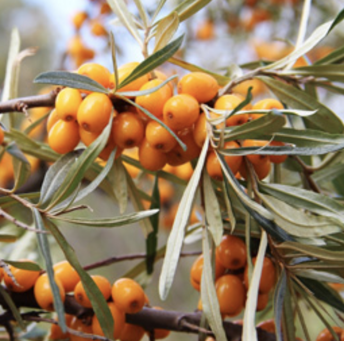 Sea Berry Buckthorn (Hippophae rhamnoides) — Cascadia Edible Plant ...