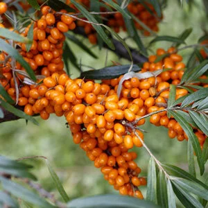 Sea Berry Buckthorn (Hippophae rhamnoides) — Cascadia Edible Plant ...