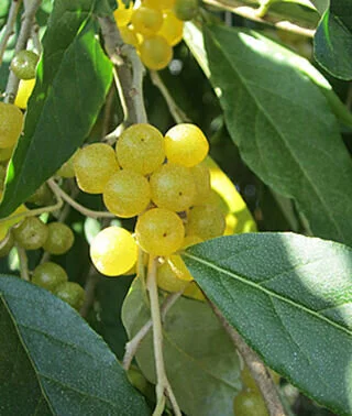 Autumn Olive (Eleganus umbellata) — Cascadia Edible Plant Nursery ...