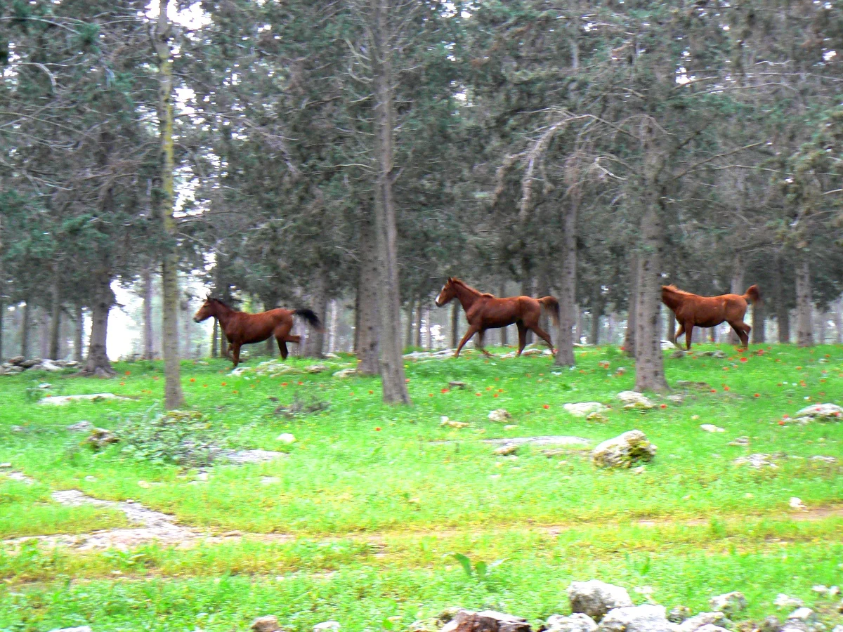 The Israel National Trail