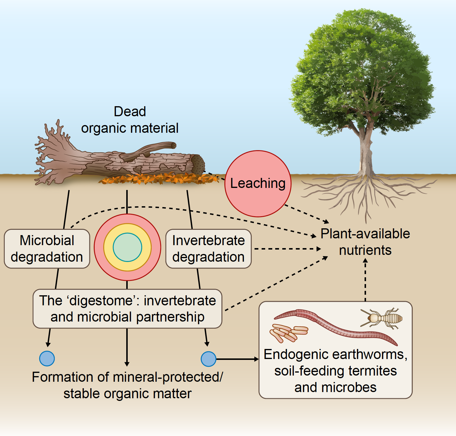 Papers — Biodiversity and Environmental Change Lab