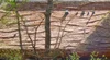 Cedar Shingles for Seawave Roof | Custom Shingles