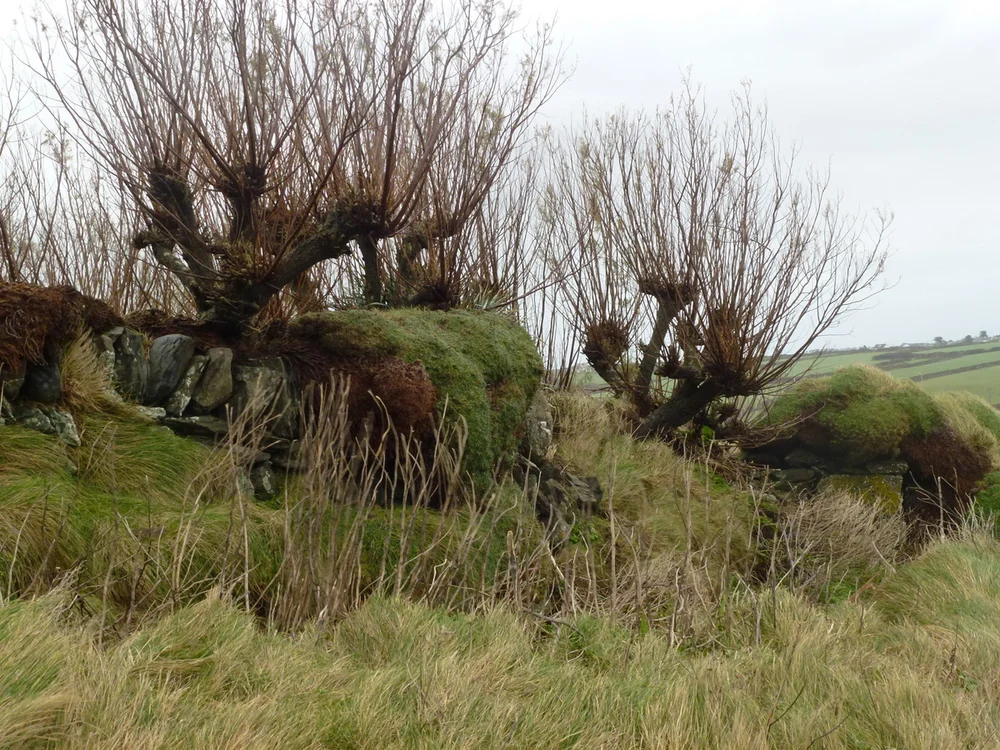 Cornish hedges — Andy Hamilton Studio