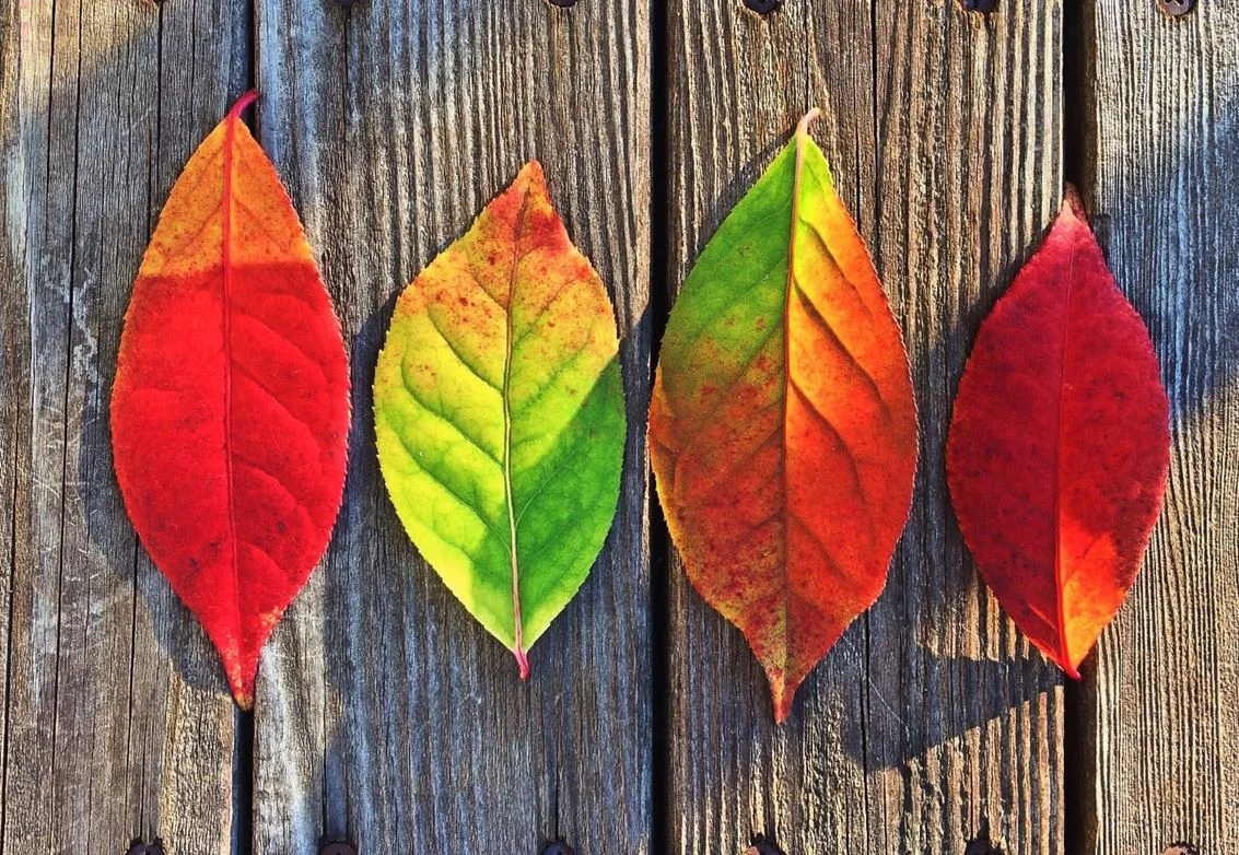 Fall is here! — Antioch21 Church