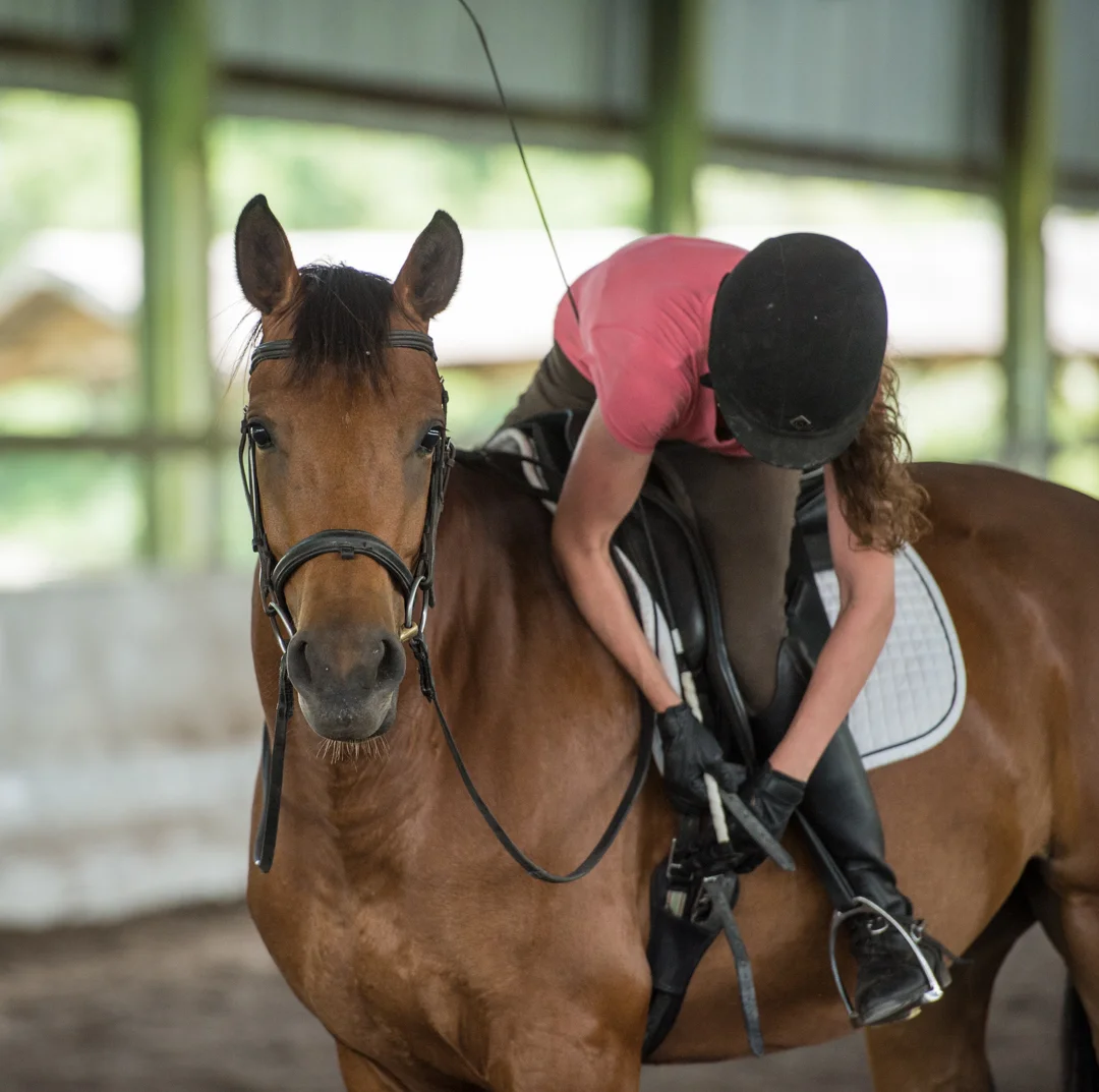 Warmblood Sales — Valhalla Farm