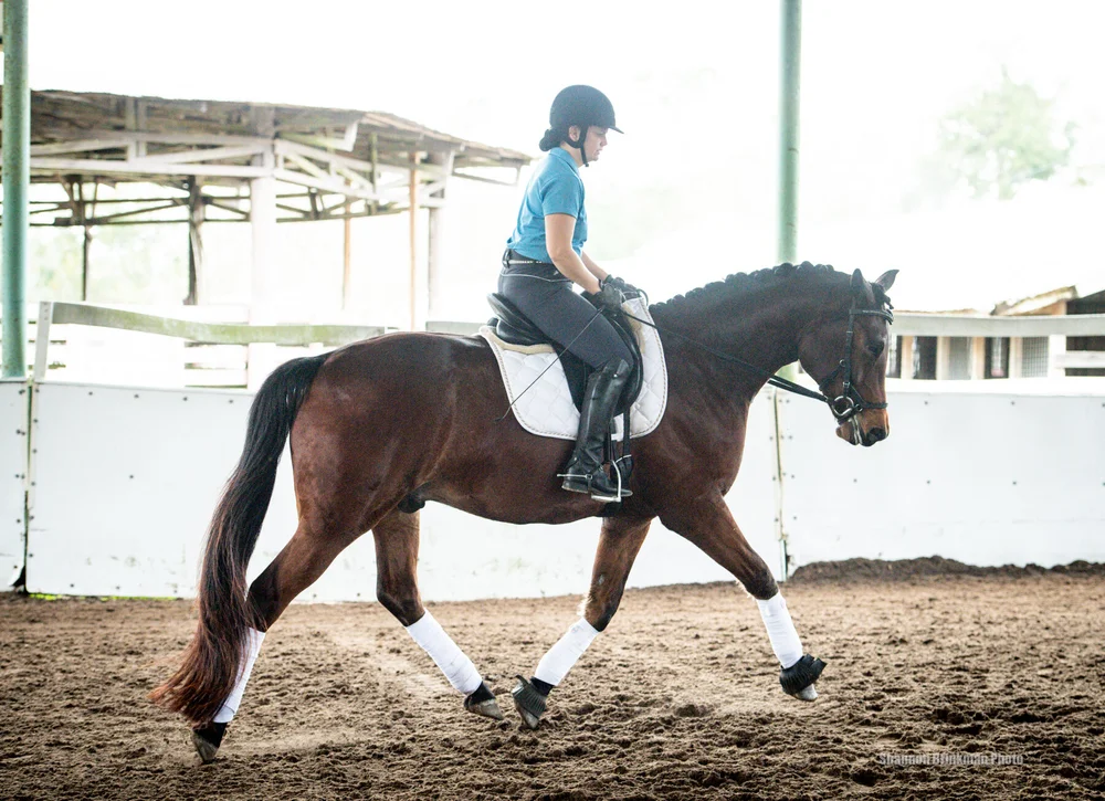 Warmblood Sales — Valhalla Farm