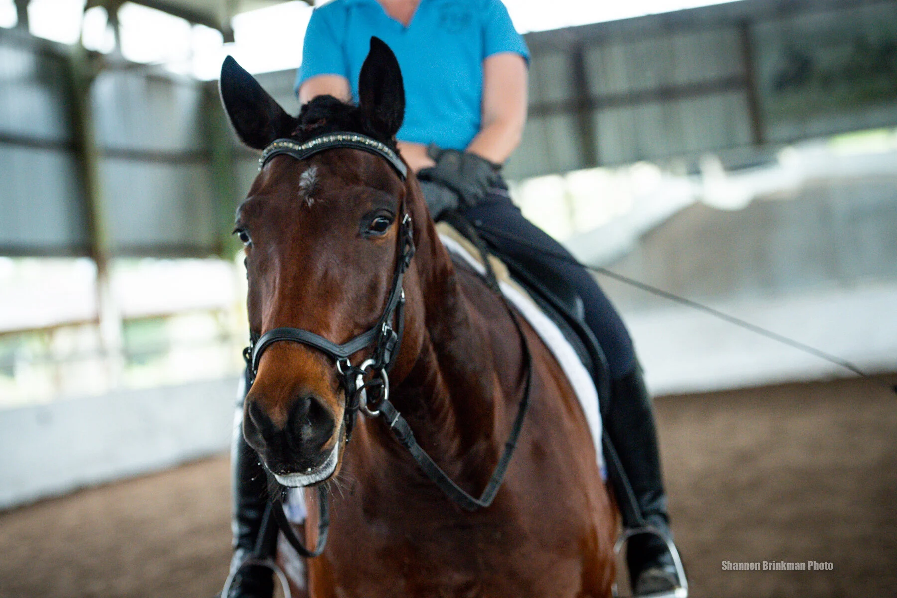 Warmblood Sales — Valhalla Farm