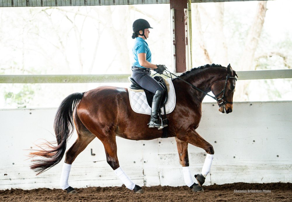Warmblood Sales — Valhalla Farm