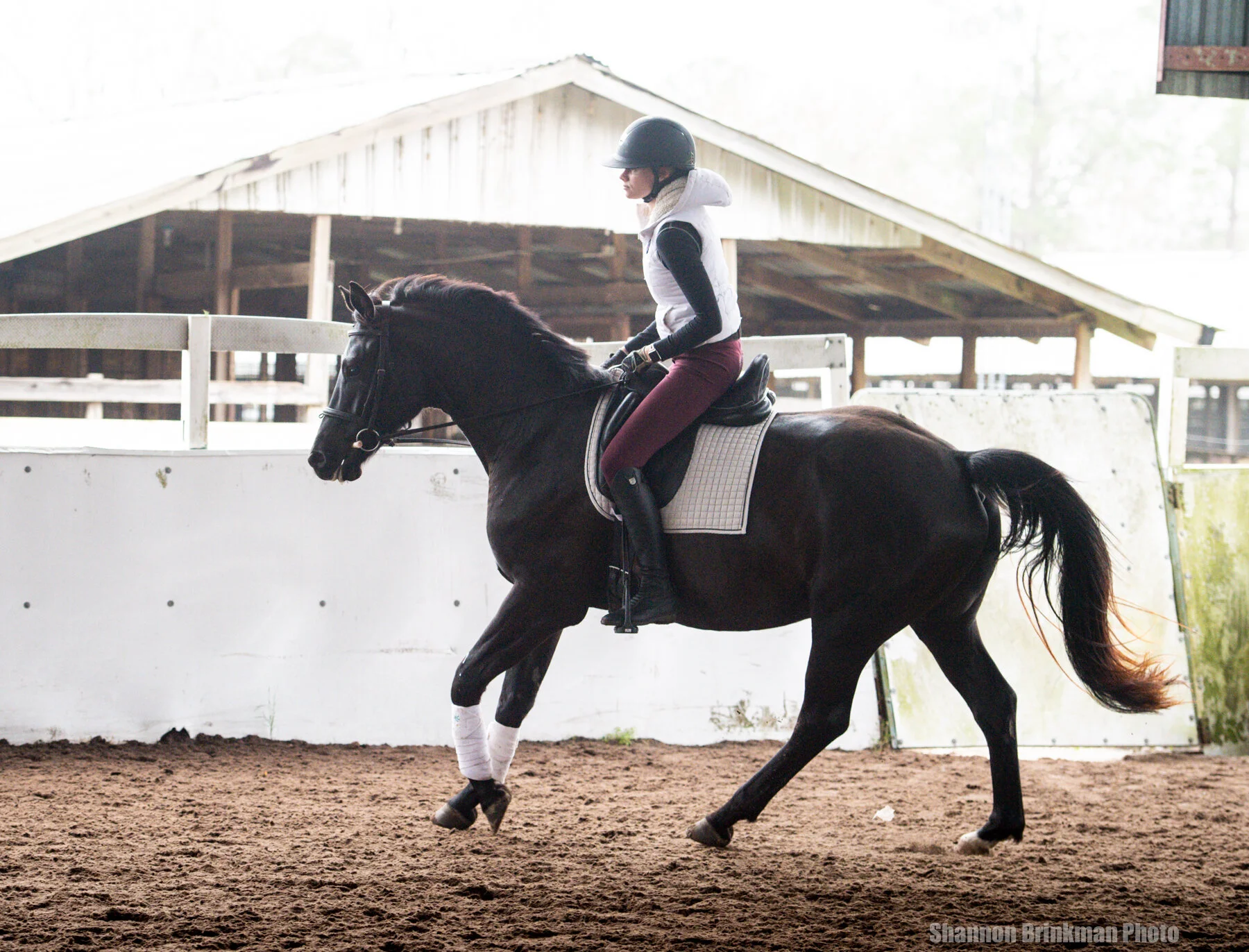 Warmblood Sales — Valhalla Farm