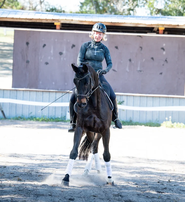 Warmblood Sales — Valhalla Farm