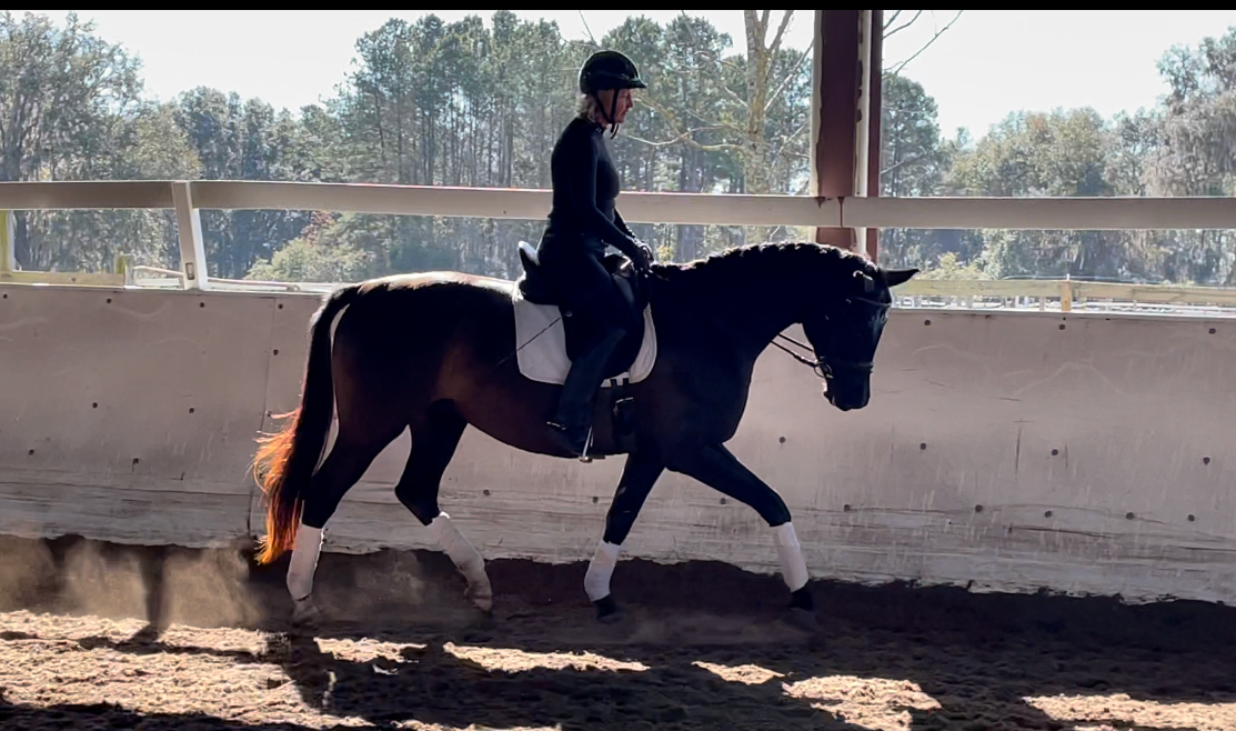 Warmblood Sales — Valhalla Farm