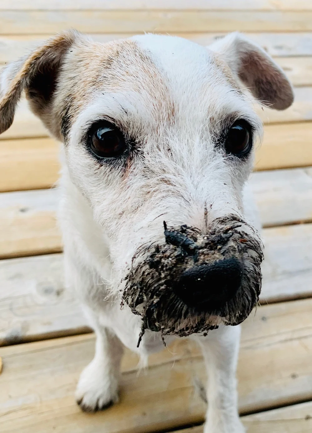 Are Dogs Good For Health