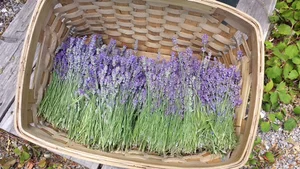 Lavender Hydrosol — Cape Cod Lavender Farm