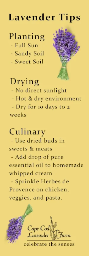Care Tips — Cape Cod Lavender Farm