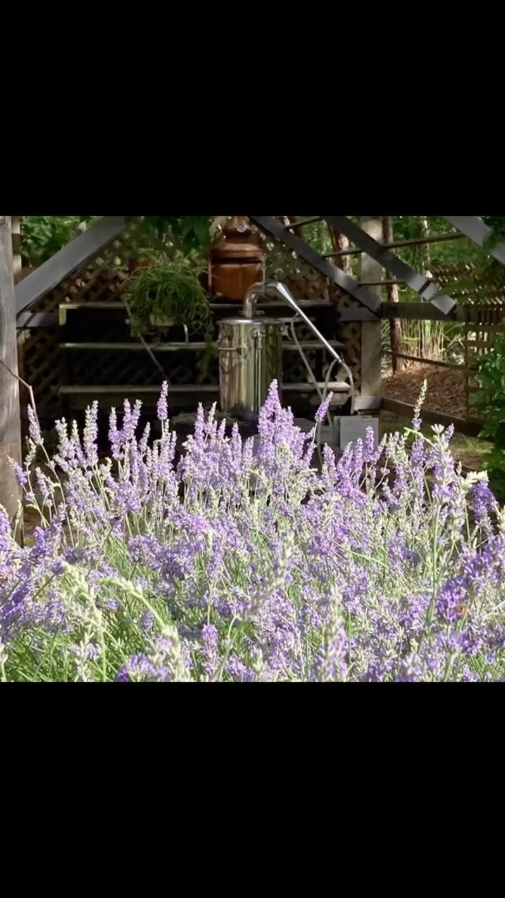 Cape Cod Lavender Farm
