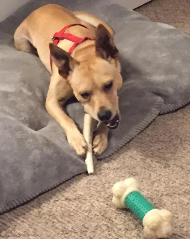 Bone Safety Tips — Streetdog Foundation