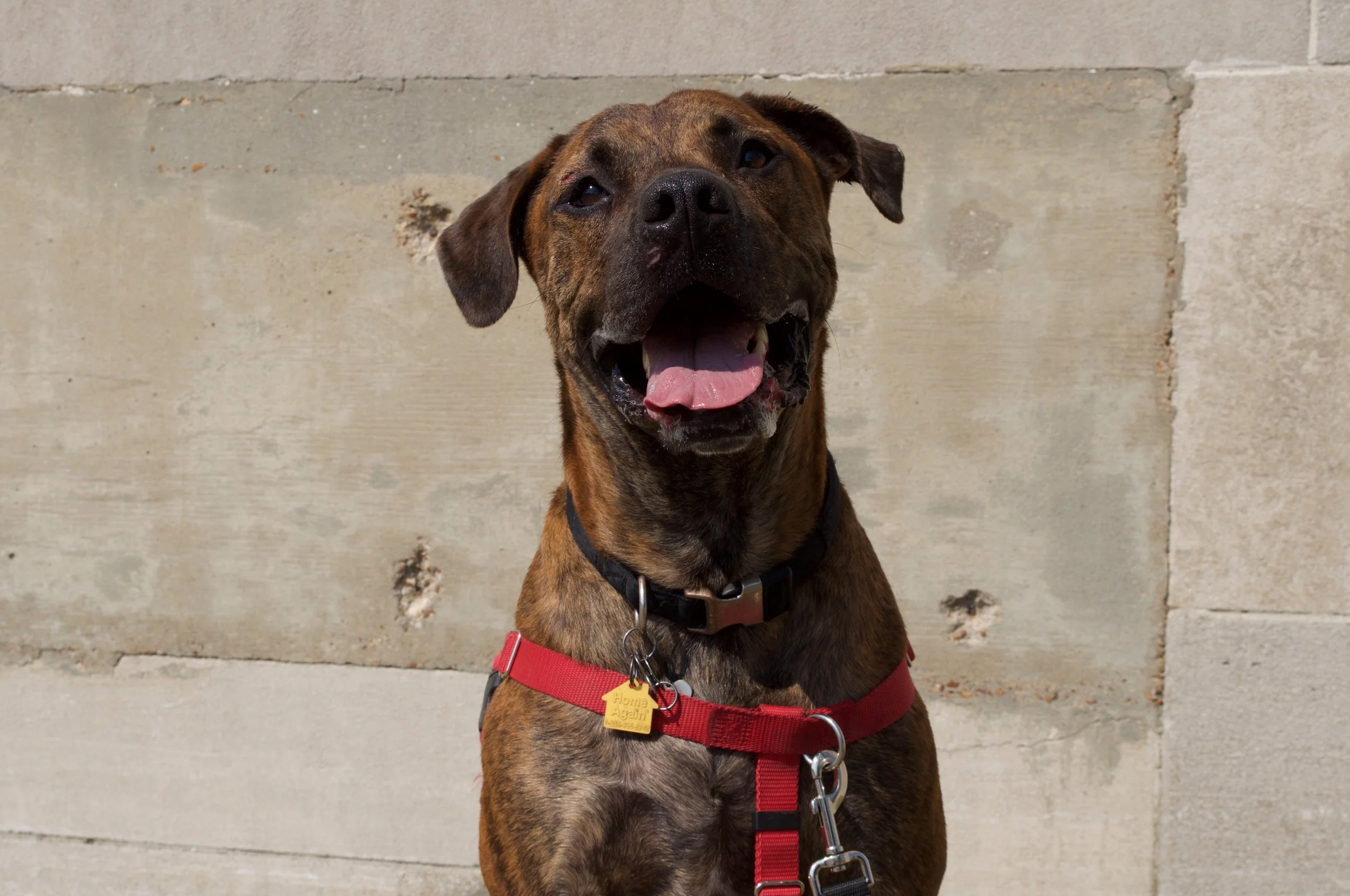 Pup Profiles — Streetdog Foundation