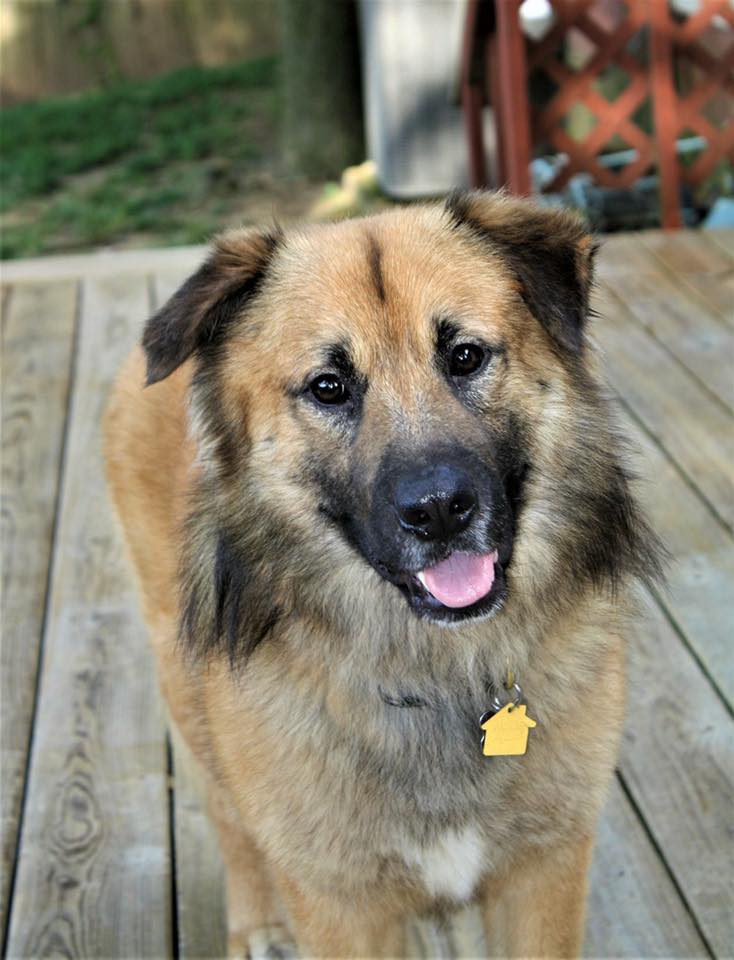 Pup Profiles — Streetdog Foundation