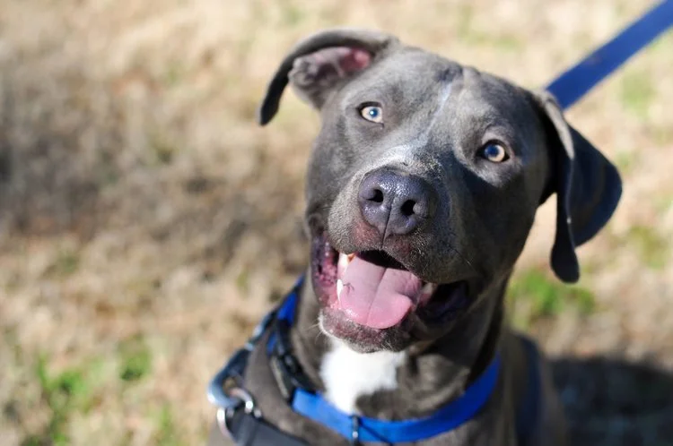 Pup Profiles — Streetdog Foundation