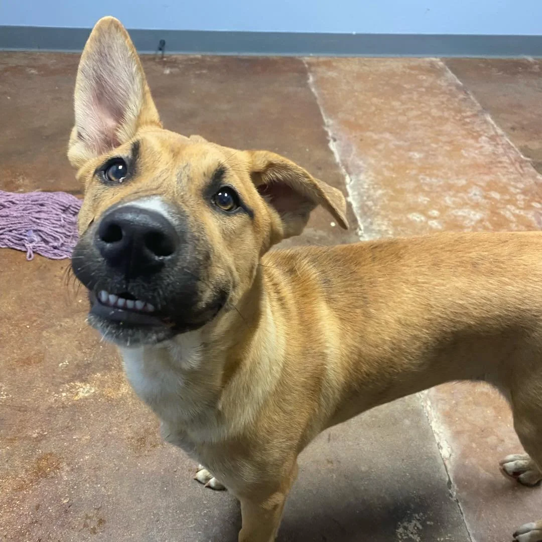 Pup Profiles — Streetdog Foundation