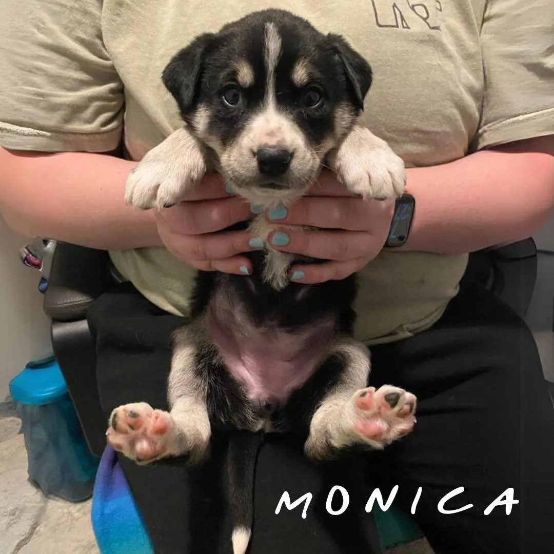 Pup Profiles — Streetdog Foundation