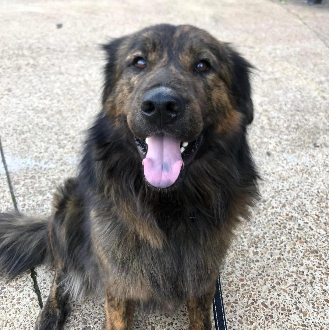 Pup Profiles — Streetdog Foundation