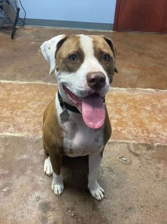 Pup Profiles — Streetdog Foundation