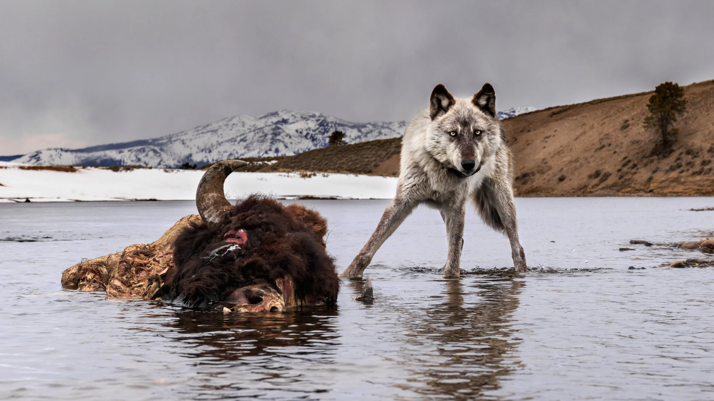 Yellowstone Wolves - NatGeo — Ronan Donovan Photo & Film